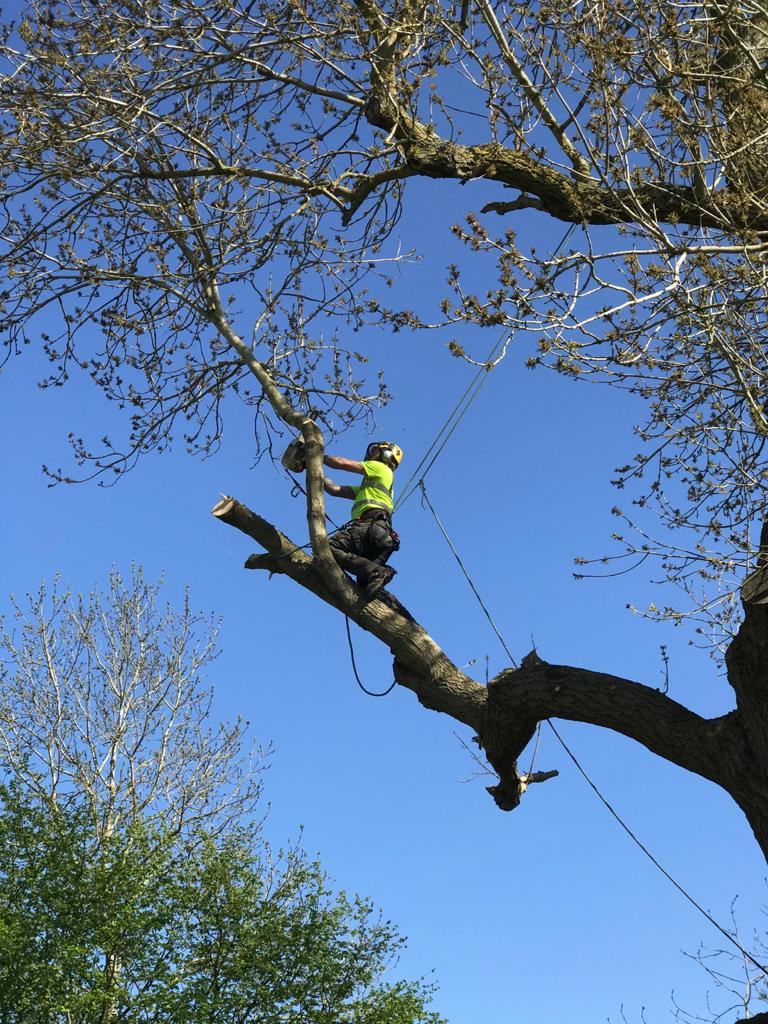 Domestic Services | The Tree Doctors