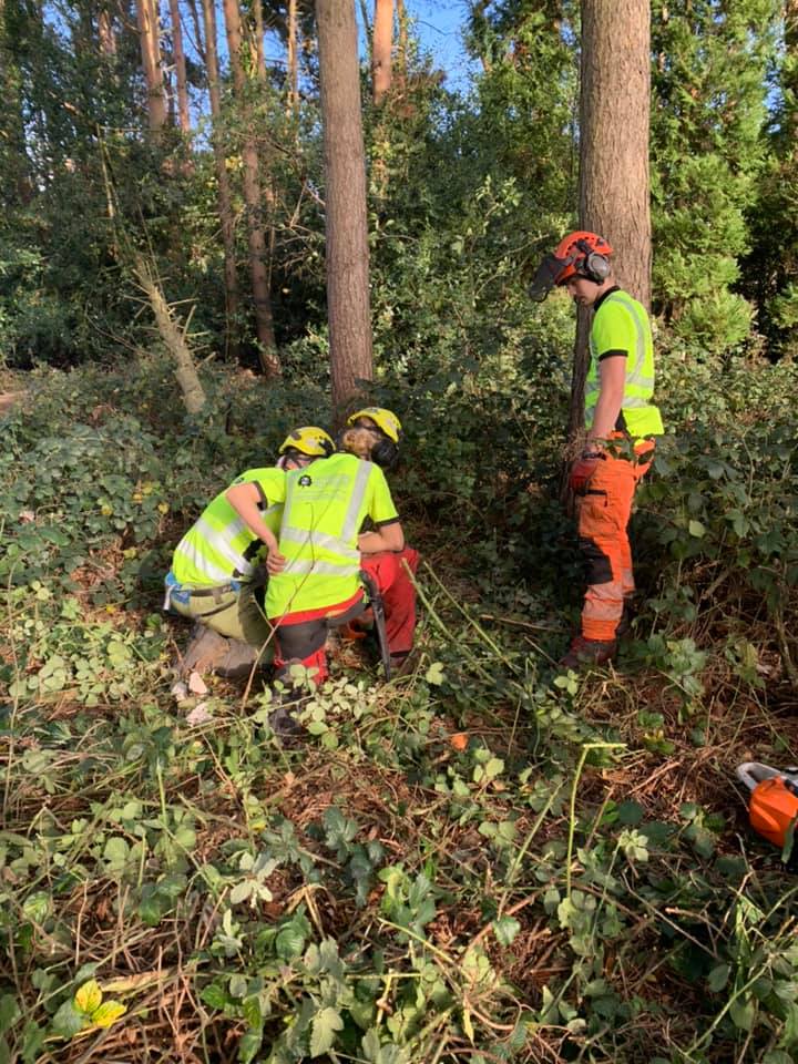 Local Tree Surgeons | The Tree Doctors