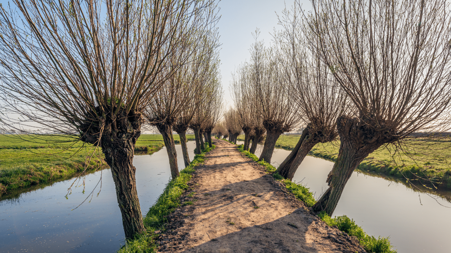 Tree Pollarding | Tree Surgeons | The Tree Doctors
