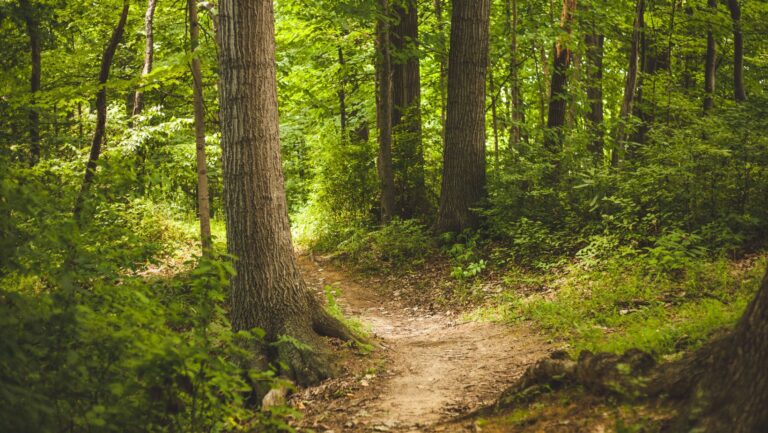 Forest Thinning : Good or Bad? | The Tree Doctors: West Midlands Tree ...